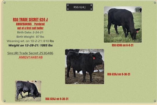 RSG-624-J-screenshot by American Gelbvieh